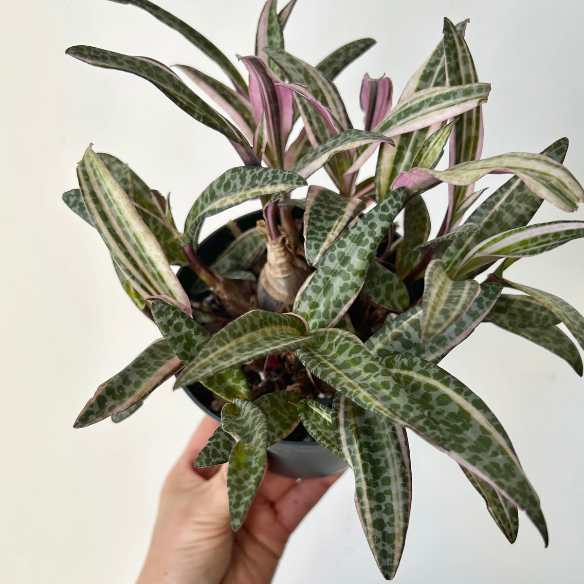 Variegated Pink Squill (Ledbouria Socialis)5” pot – House of Plants