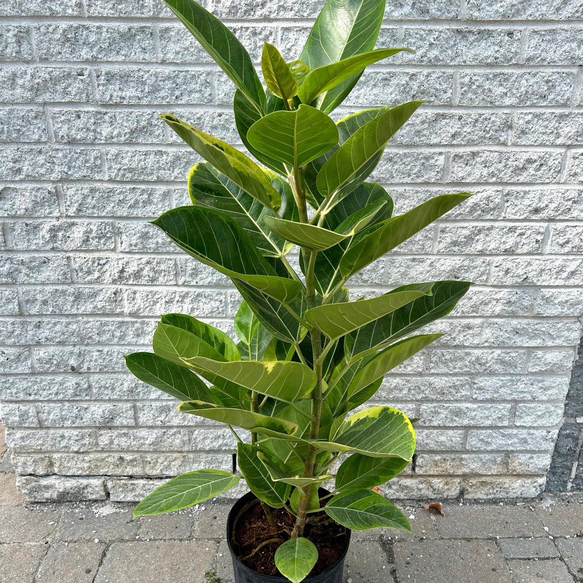 Ficus Altissima Column approximately 3.5ft tall in 10”pot – House of Plants