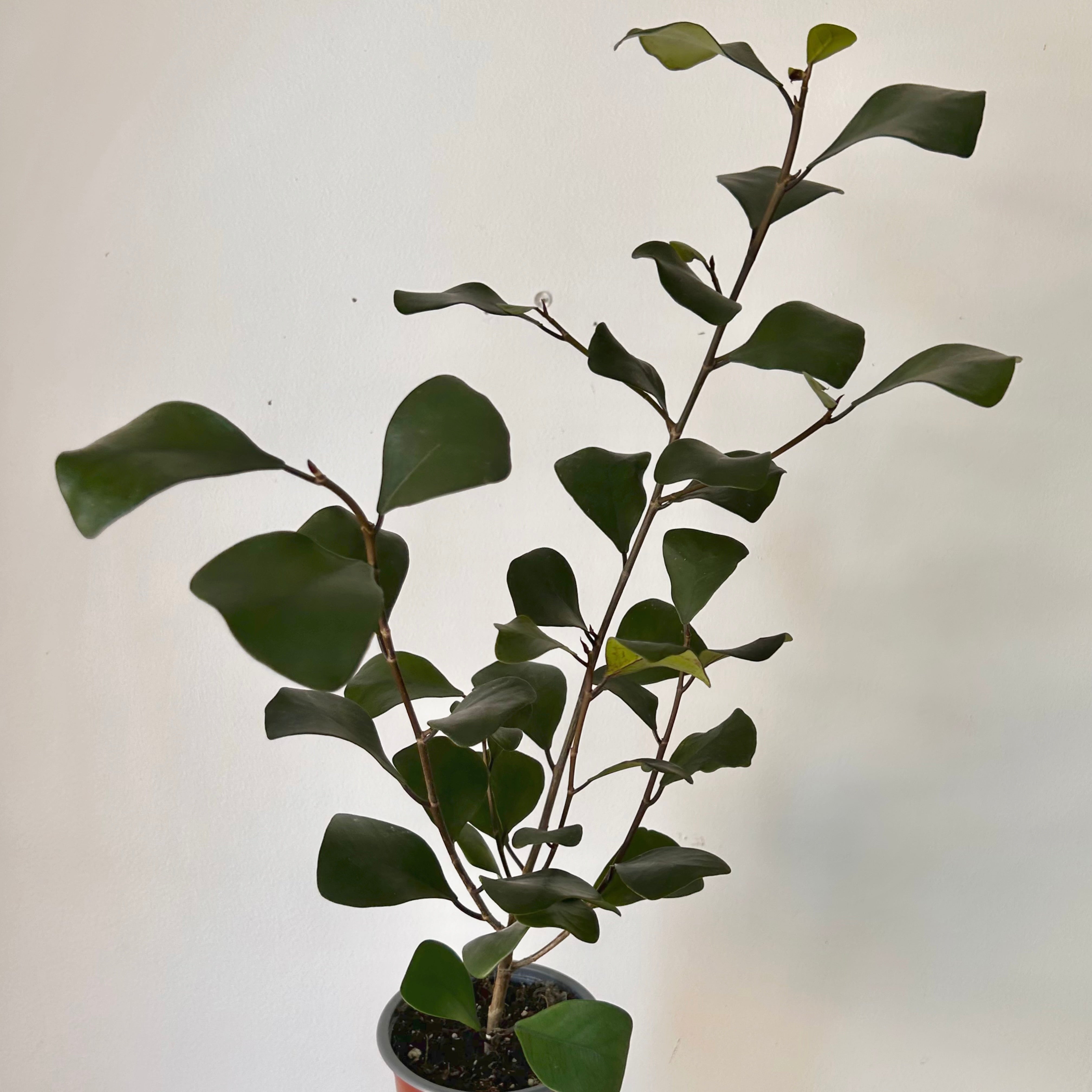 Natal Fig (Ficus natalensis) 4” pot – House of Plants