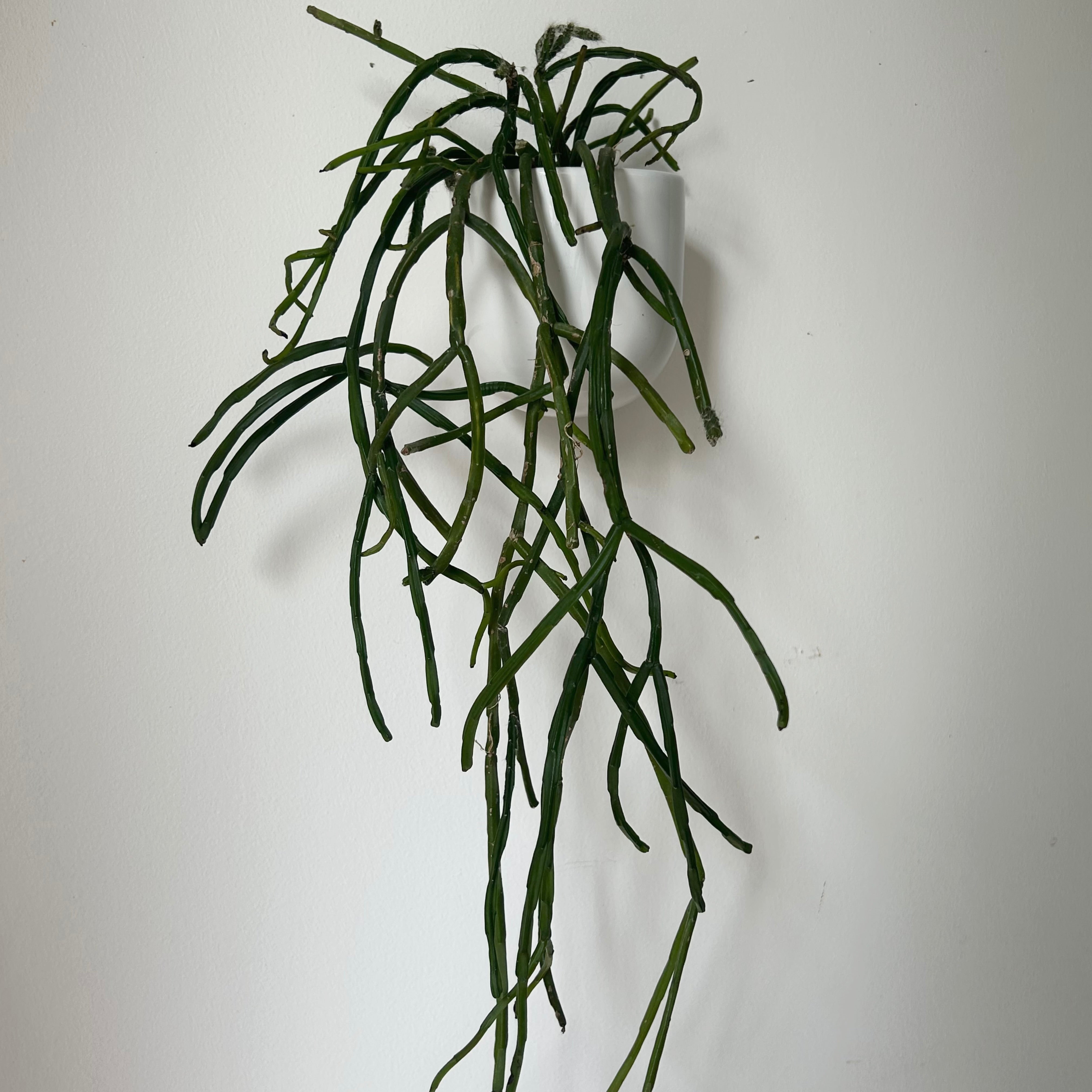 Rhipsalis Paradoxa Minor 3.5” pot – House of Plants