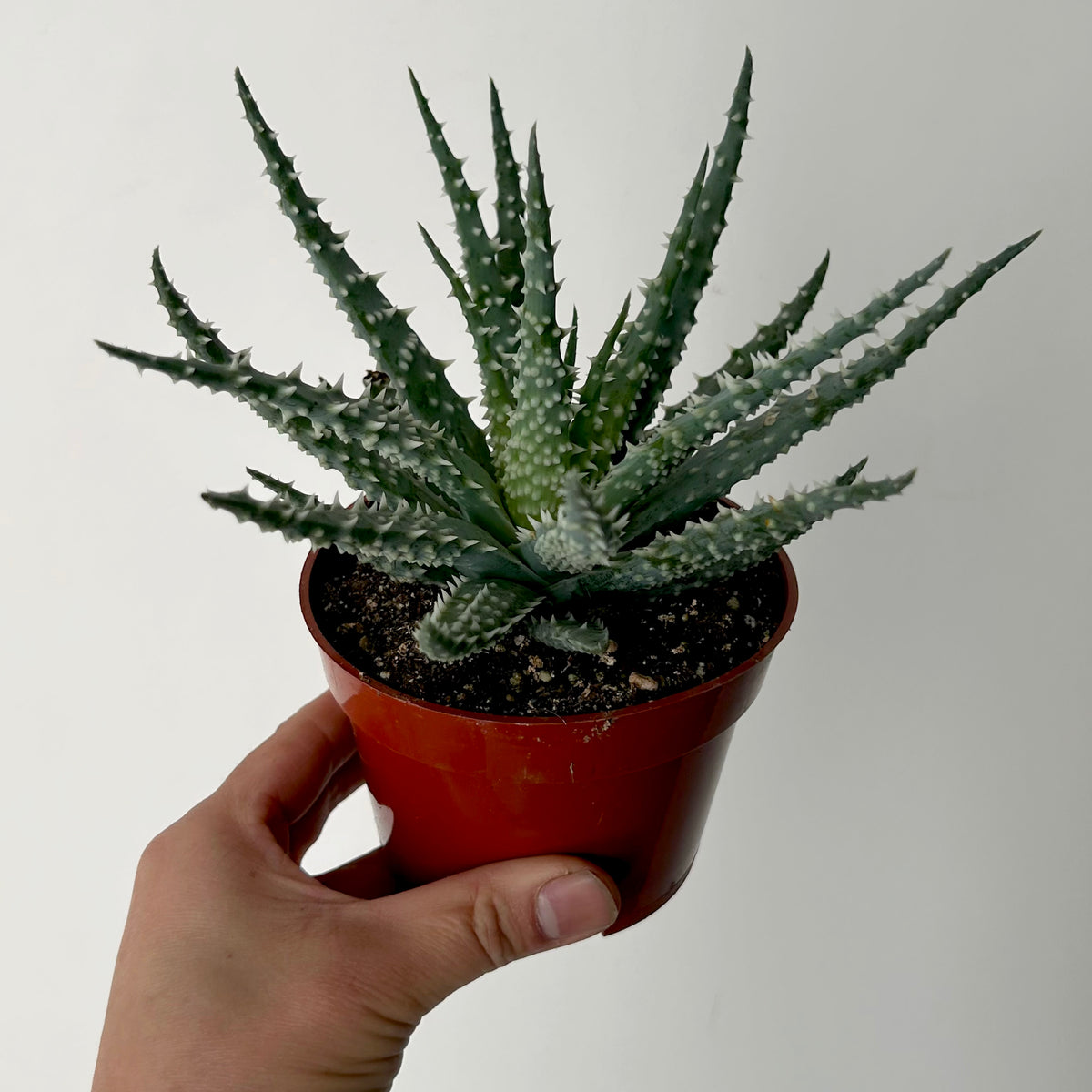 Spider Aloe (Humilis) 4”pot – House of Plants