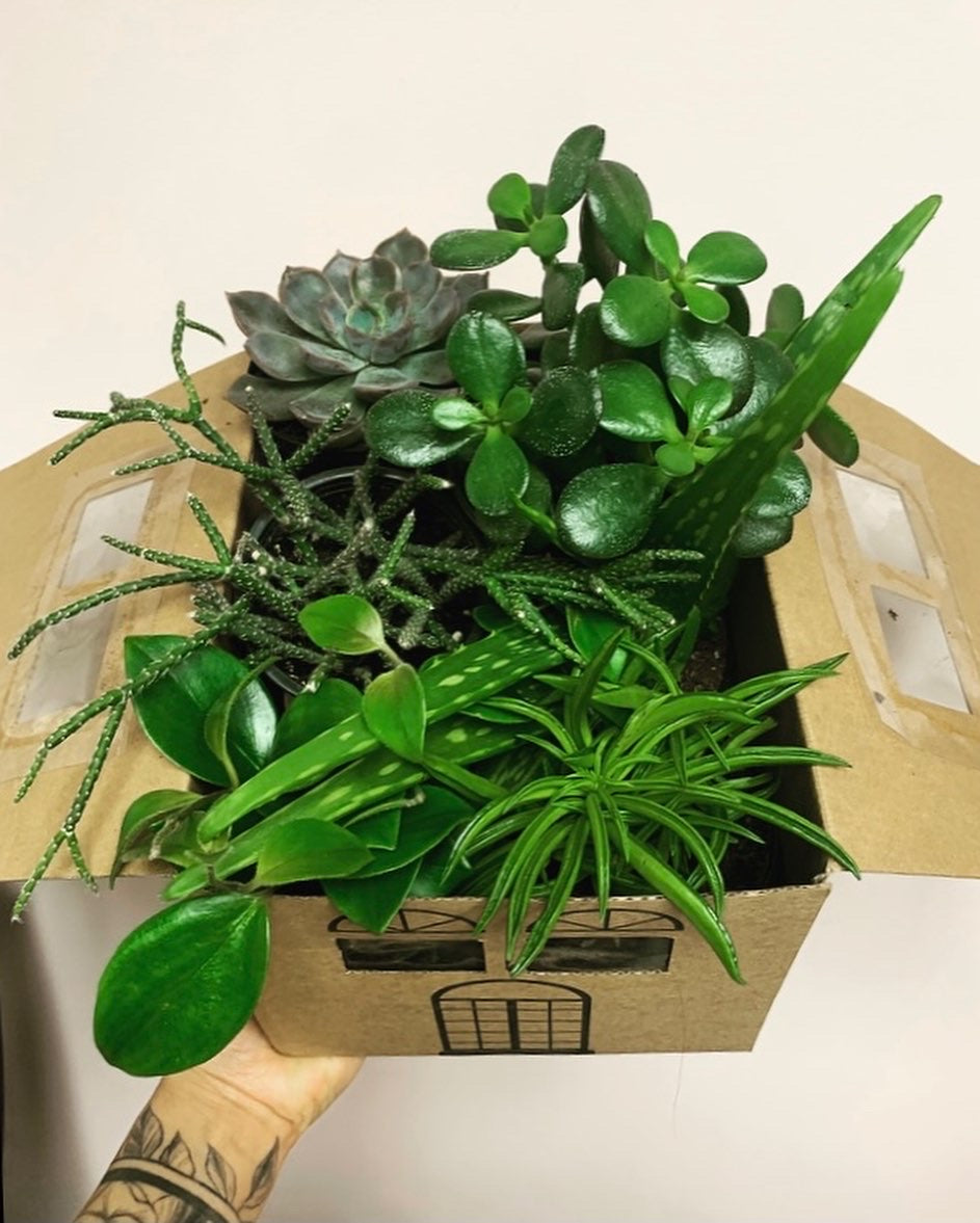 Botanical Box (4 Options) PREORDER ONLY - not available in store ...